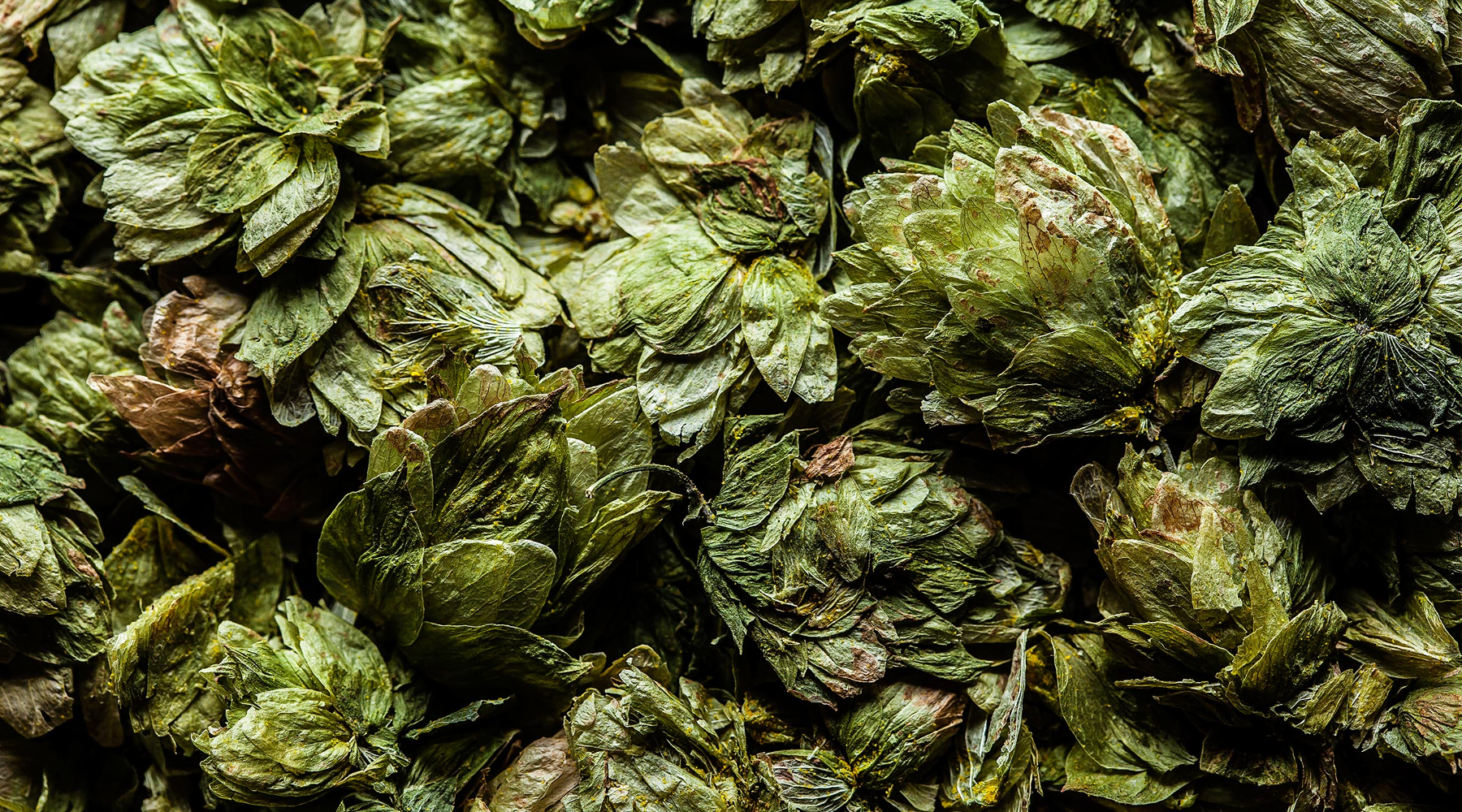 Mosaic Hop Profile – BrewSwag